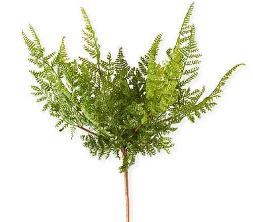 Curly Fern – Bungalow Home Furnishings
